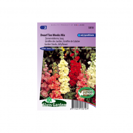 Matthiola incana Dwarf Ten Week Mixed