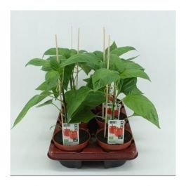Paprika Rood 12 cm pot (Capsicum annuum) BIO